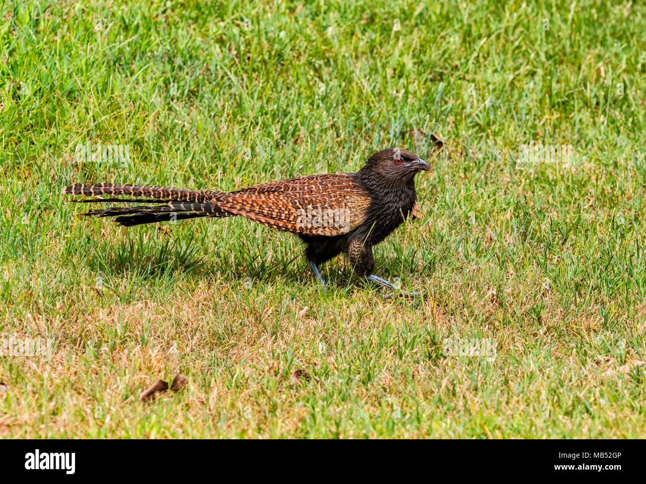 Faisans corbeau Banque de photographies et d’images à haute résolution ...