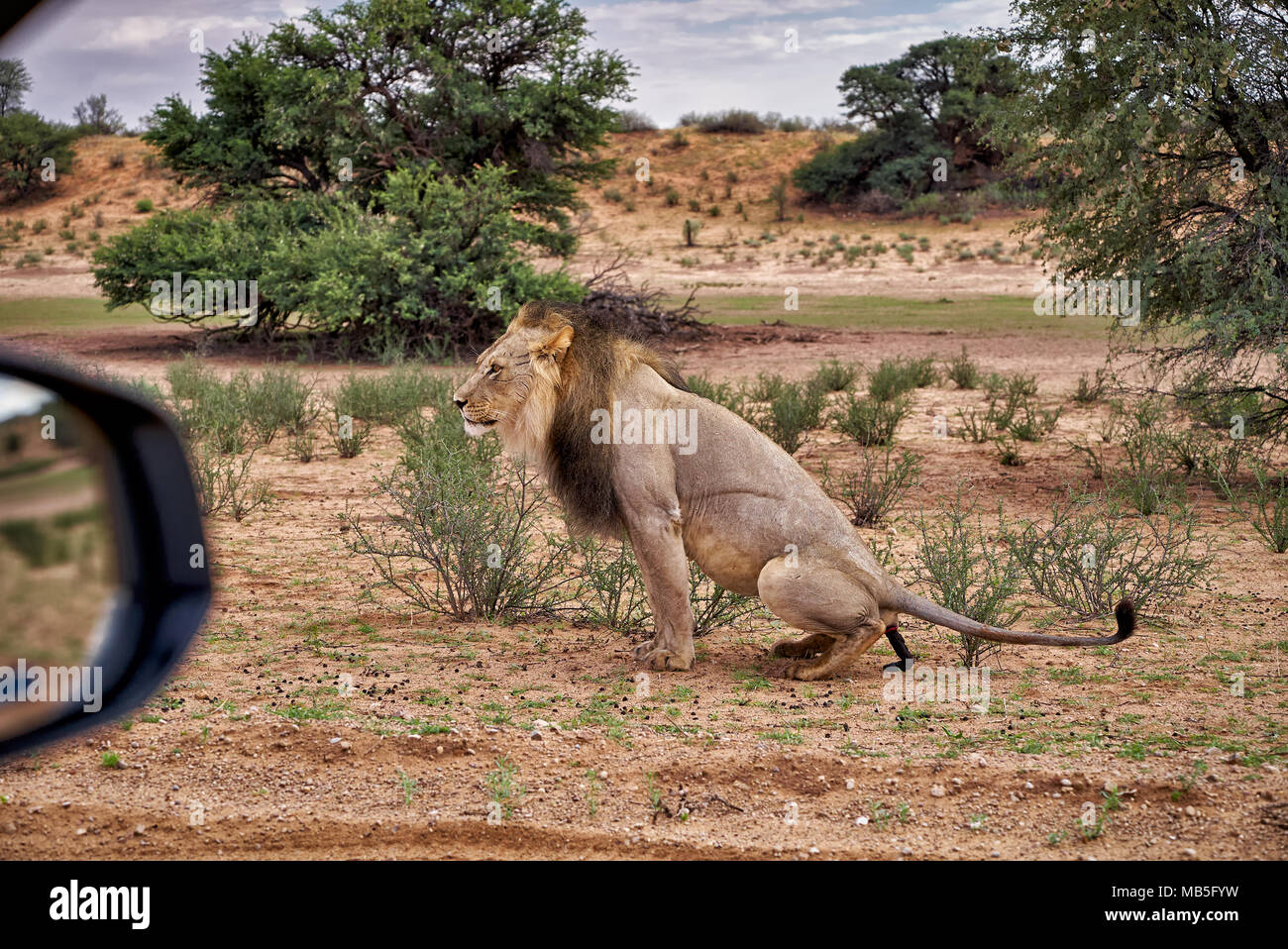 Animal defecating Banque de photographies et d’images à haute ...