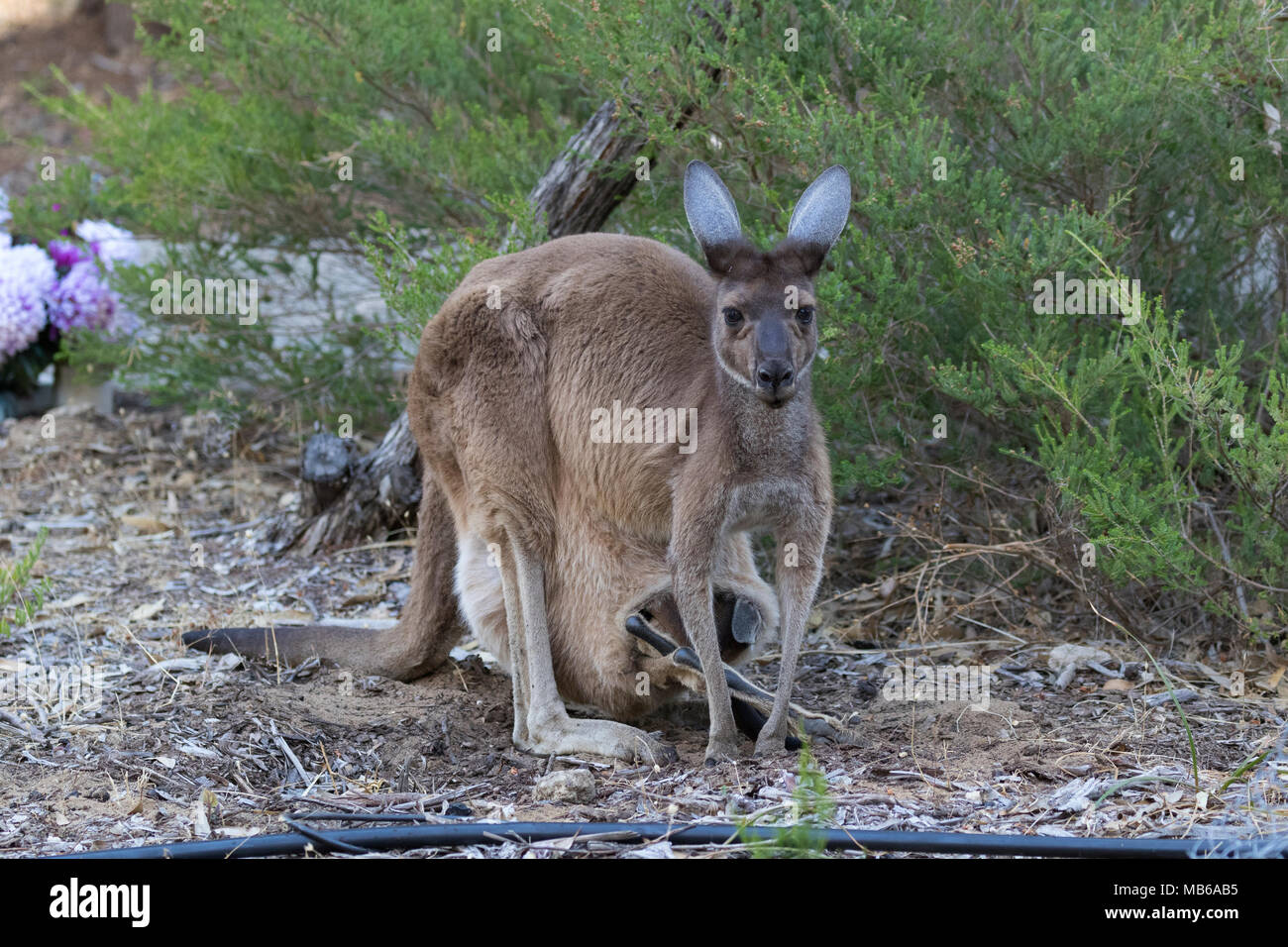 Pinnaroo cemetery Banque de photographies et d’images à haute ...