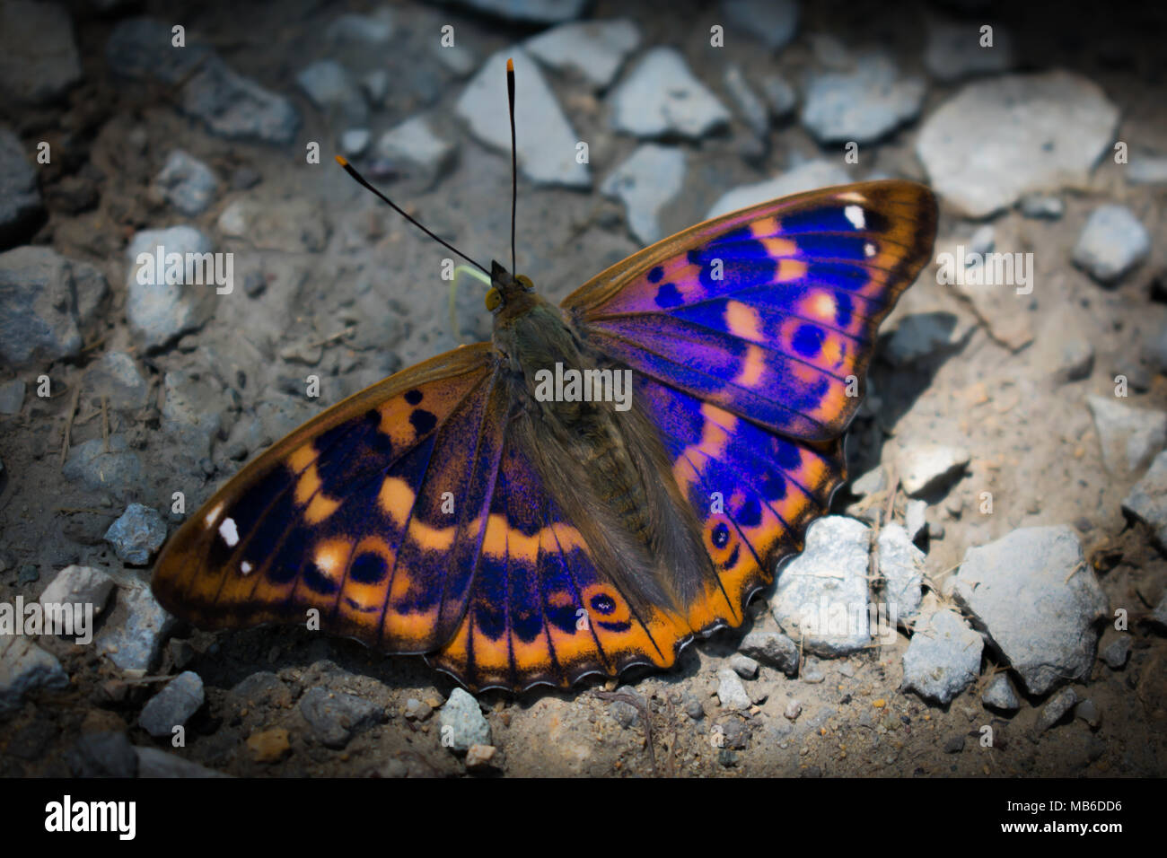 Papillon empereur Banque de photographies et d’images à haute ...