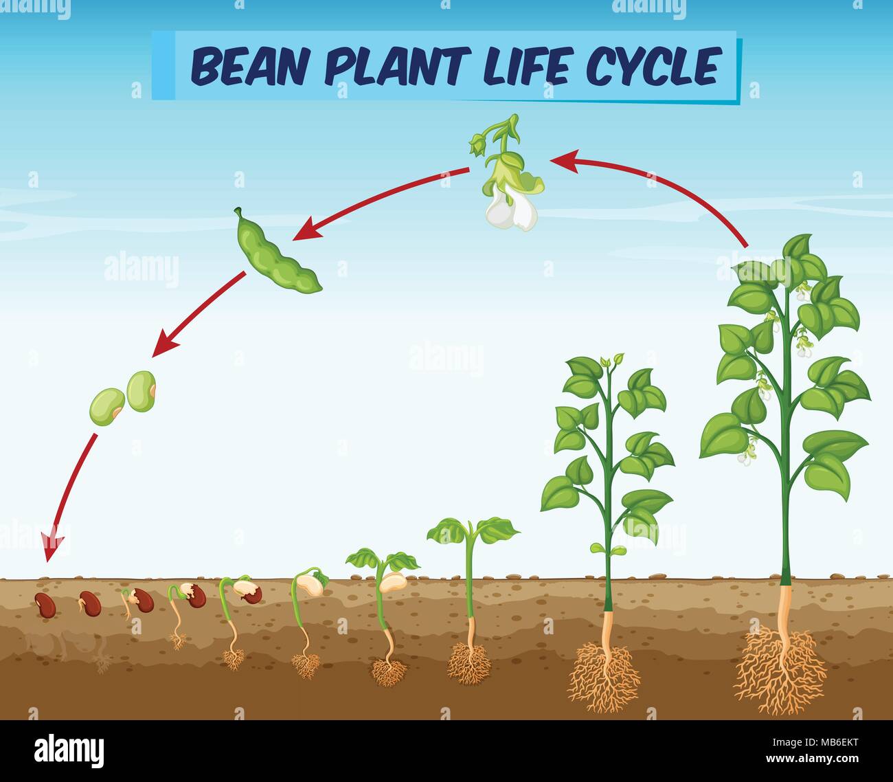 Schéma de l'illustration du cycle de vie du bean plant Image ...