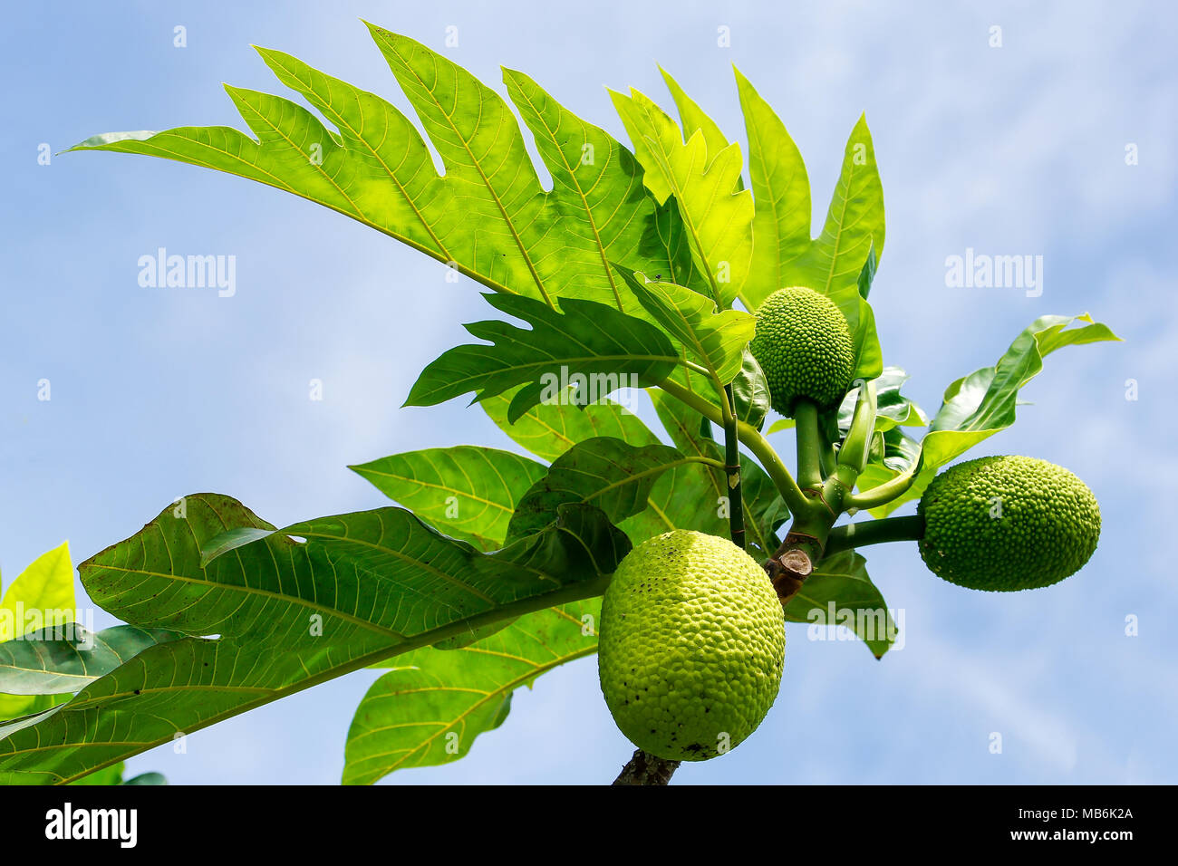 L'arbre à pain (Artocarpus altilis) arbre aux fruits. L'origine de l ...