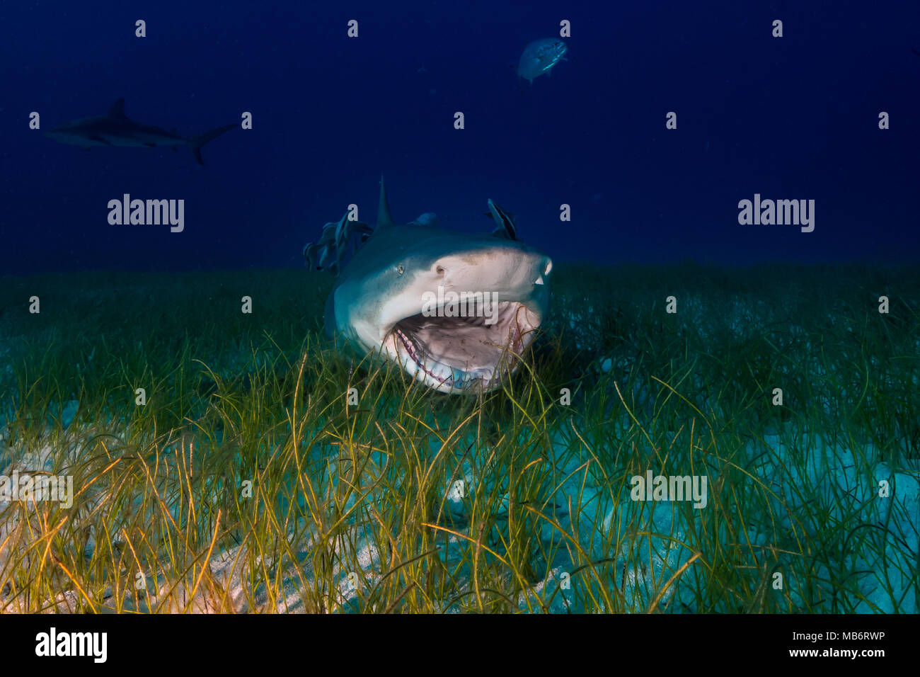 Alimentation de requin Banque de photographies et d’images à haute ...
