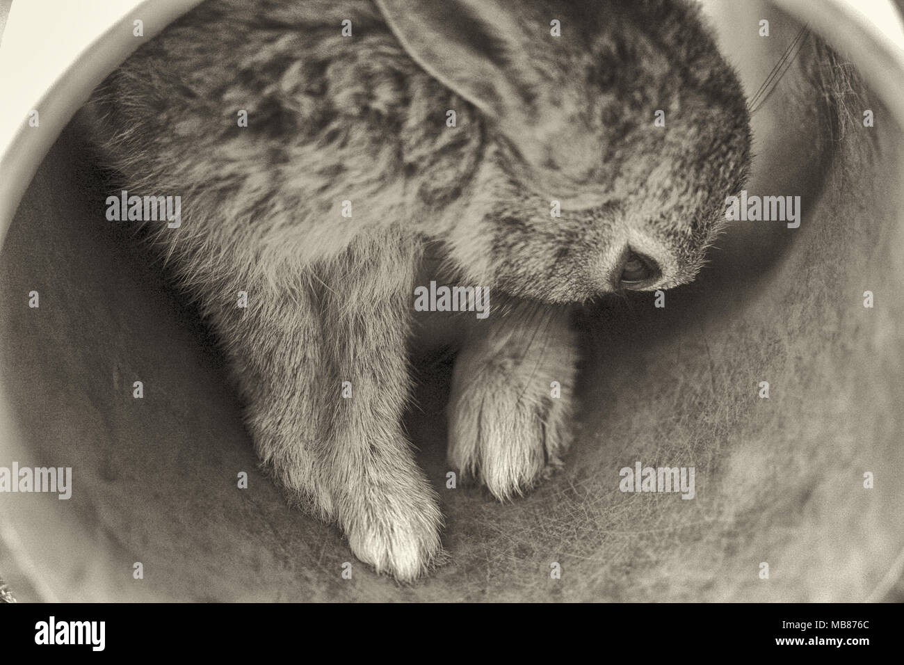 Dans le trou de lapin Banque de photographies et d’images à haute résolution - Alamy
