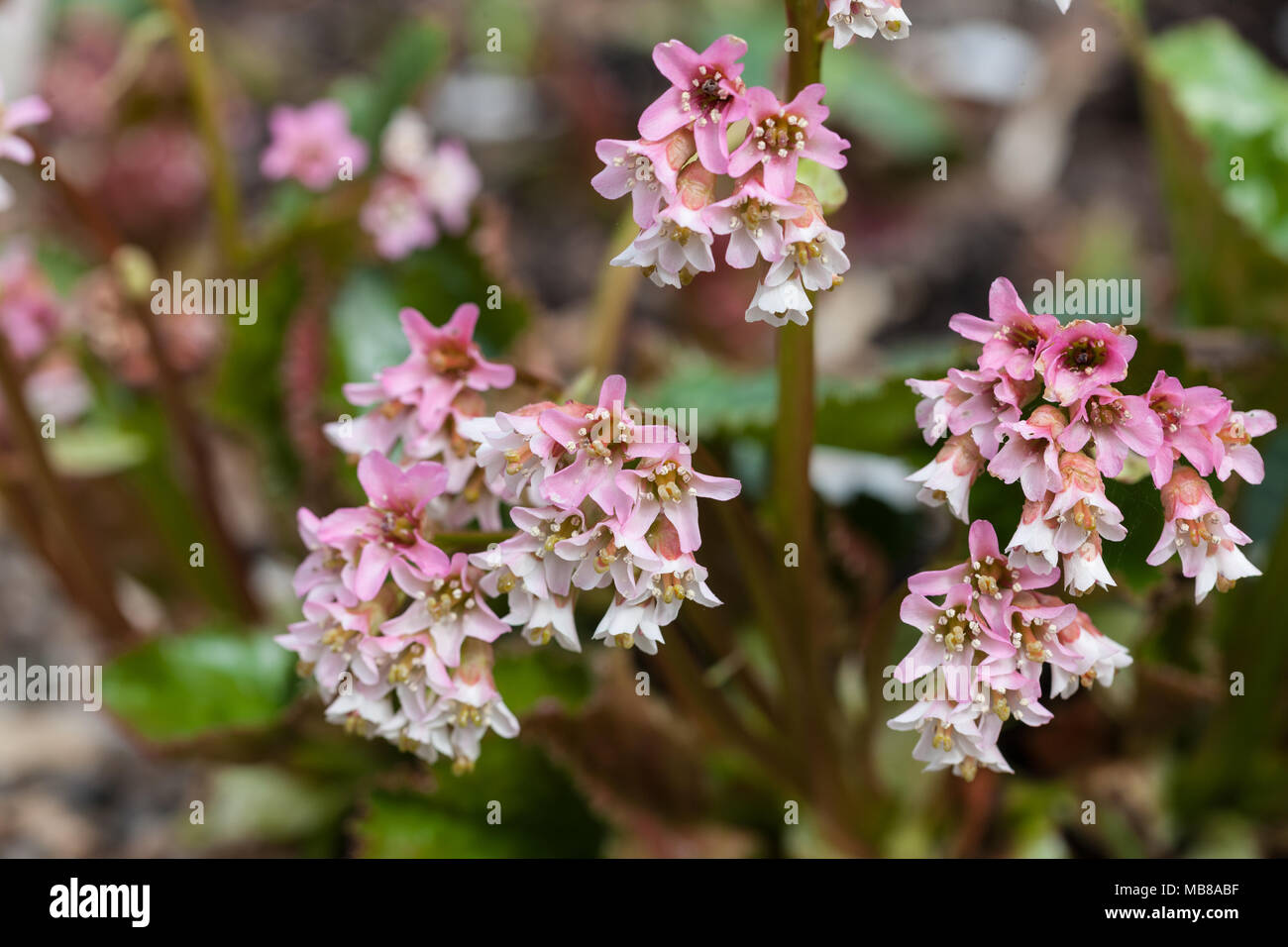 Bergenia stracheyi Banque de photographies et d’images à haute ...