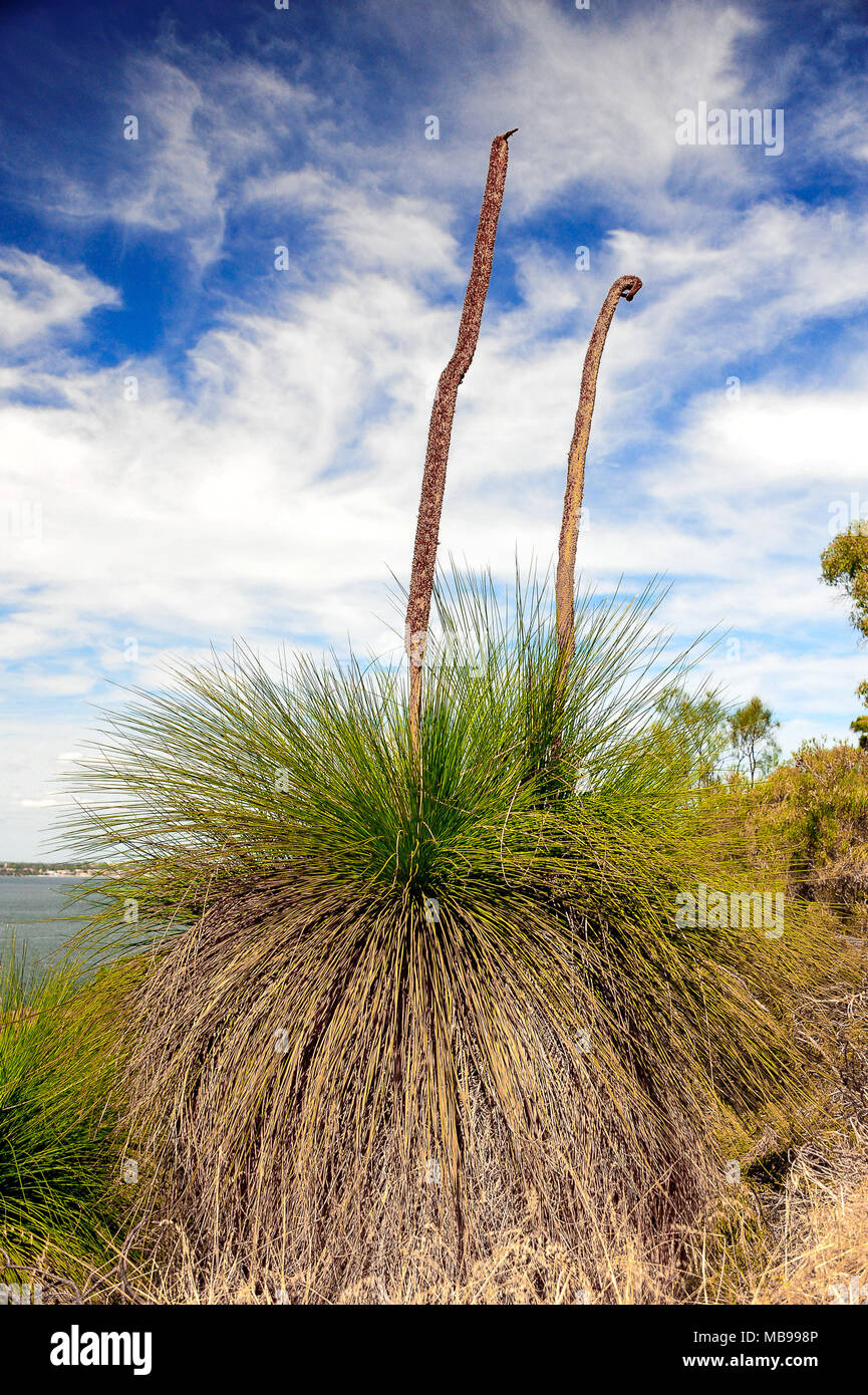 Blackboy xanthorrhoea grasstree Banque de photographies et d’images à ...