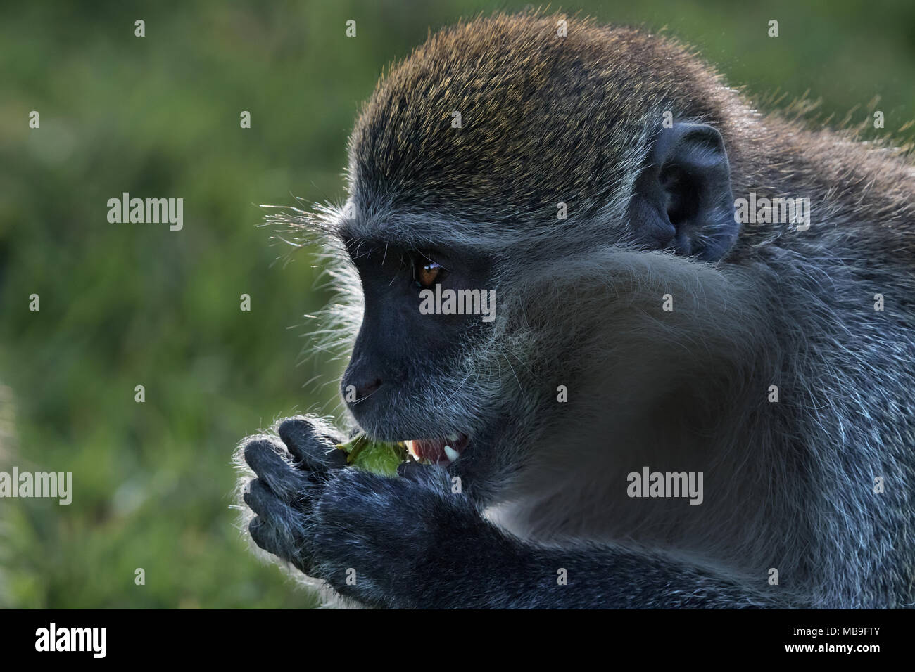 Grivet monkey Banque de photographies et d’images à haute résolution ...