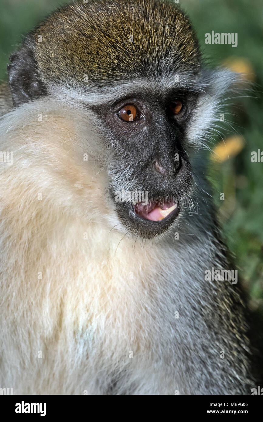 Grivet monkey Banque de photographies et d’images à haute résolution ...