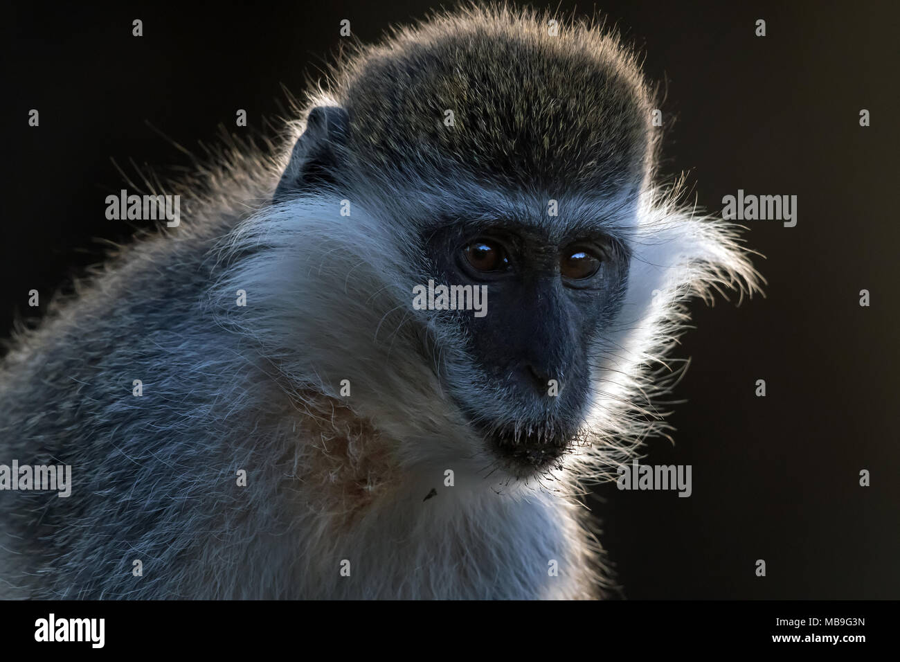 Singe grivet Banque de photographies et d’images à haute résolution - Alamy