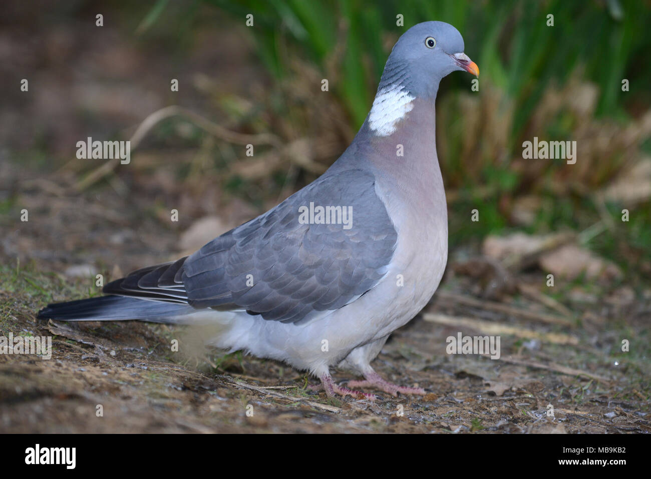 Image de pigeon ramier Banque de photographies et d’images à haute ...