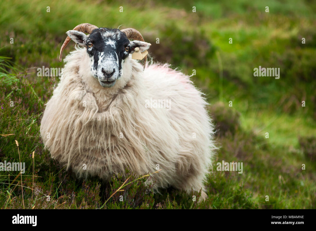 Blackface ram Banque de photographies et d’images à haute résolution ...