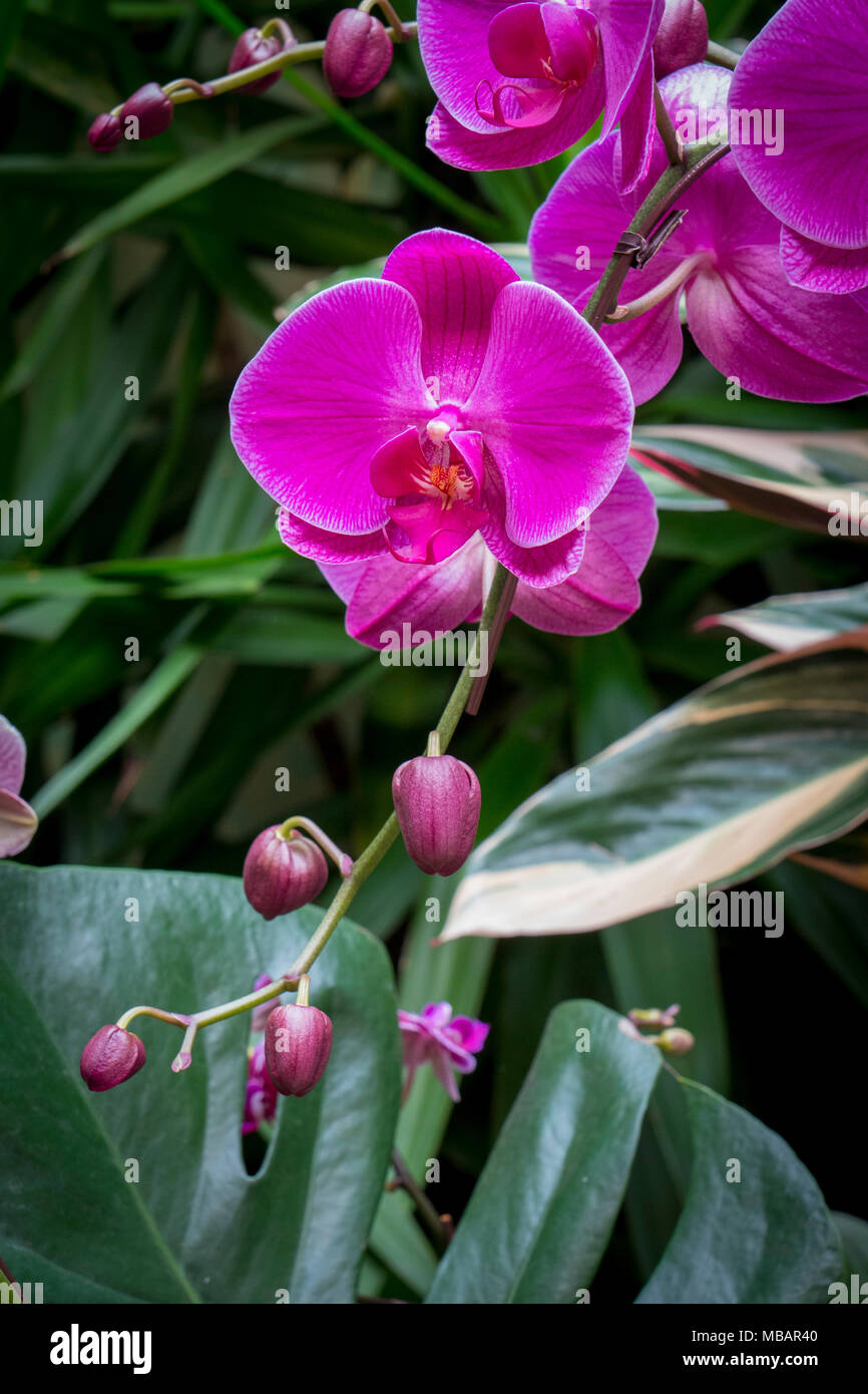 Butchart gardens victoria british columbia Banque de photographies et d ...