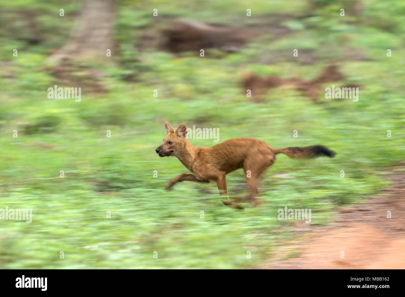 Chasse au tigre dans la jungle indienne Banque de photographies et d ...