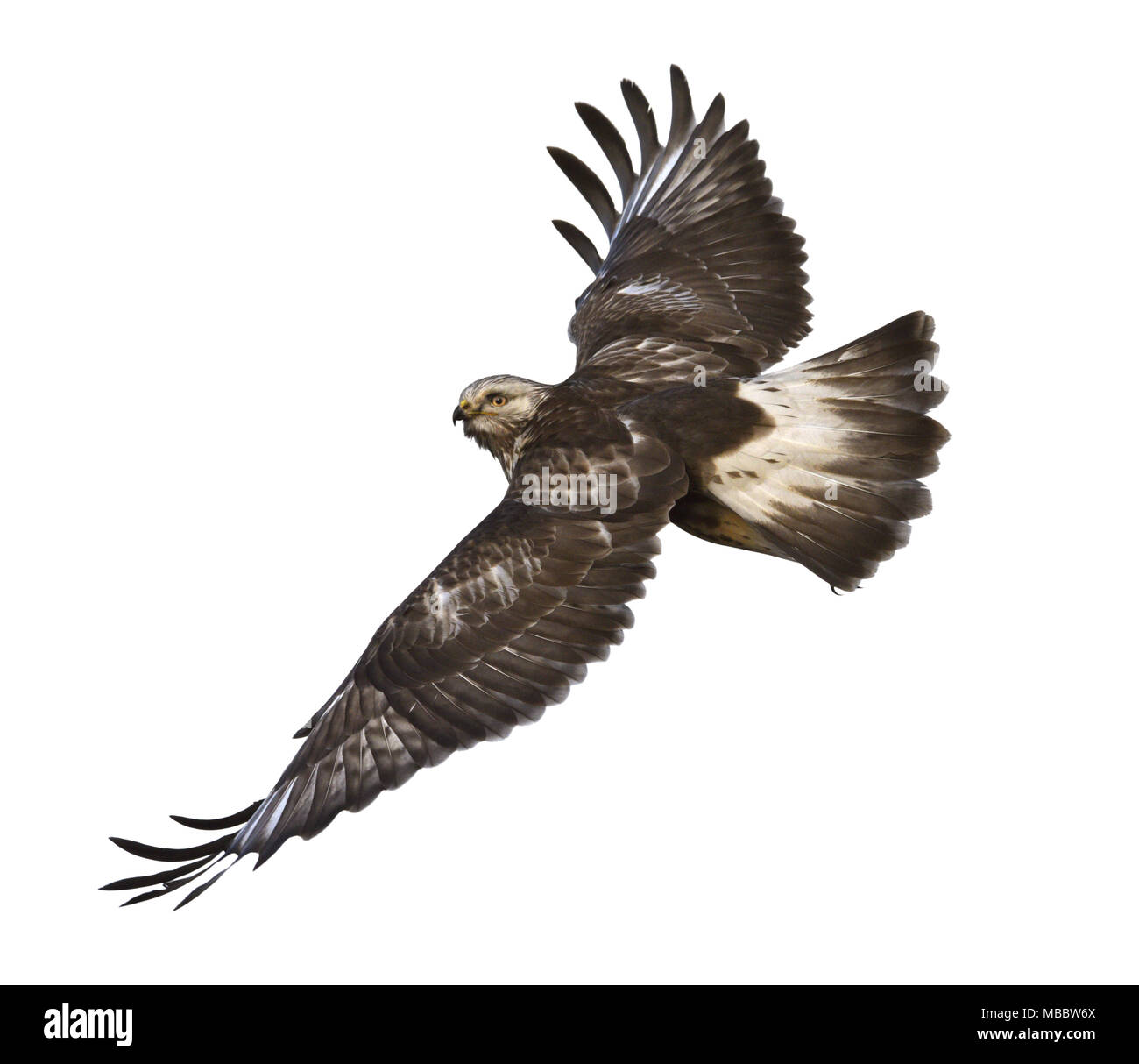 Young buzzard Banque d'images détourées - Alamy