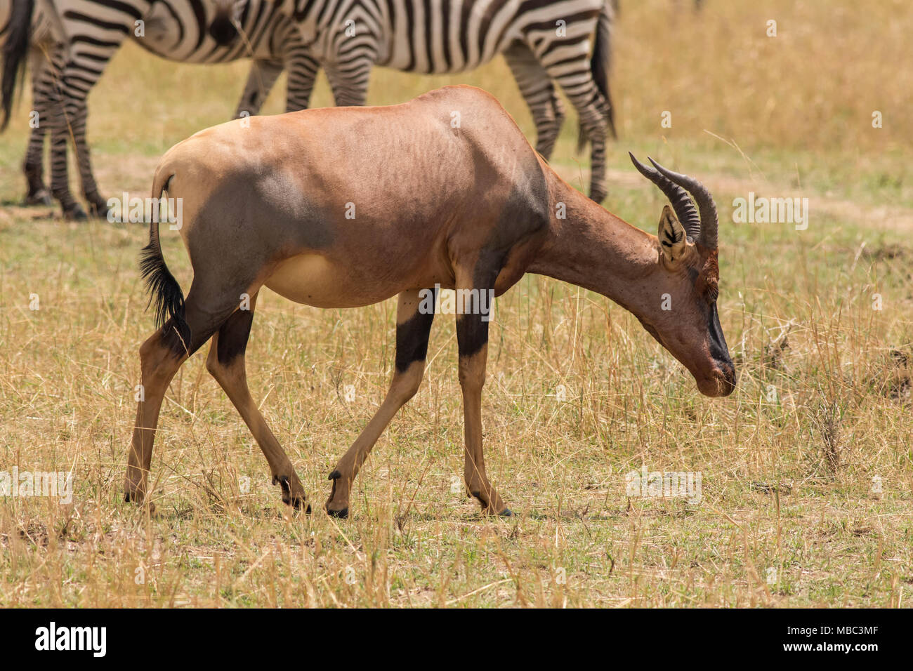 Topi animal Banque de photographies et d’images à haute résolution - Alamy