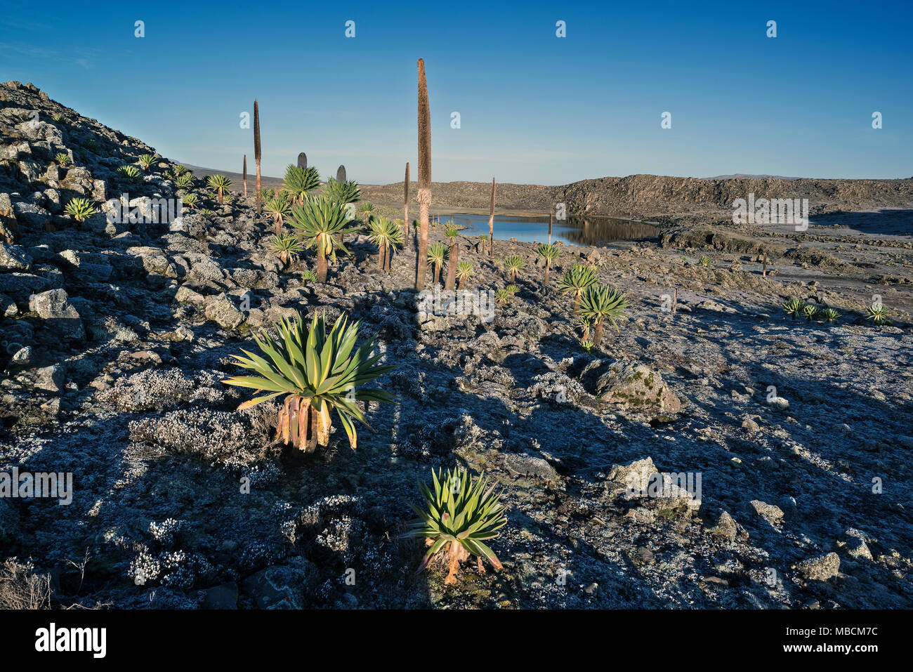 Plateau sanetti Banque de photographies et d’images à haute résolution ...