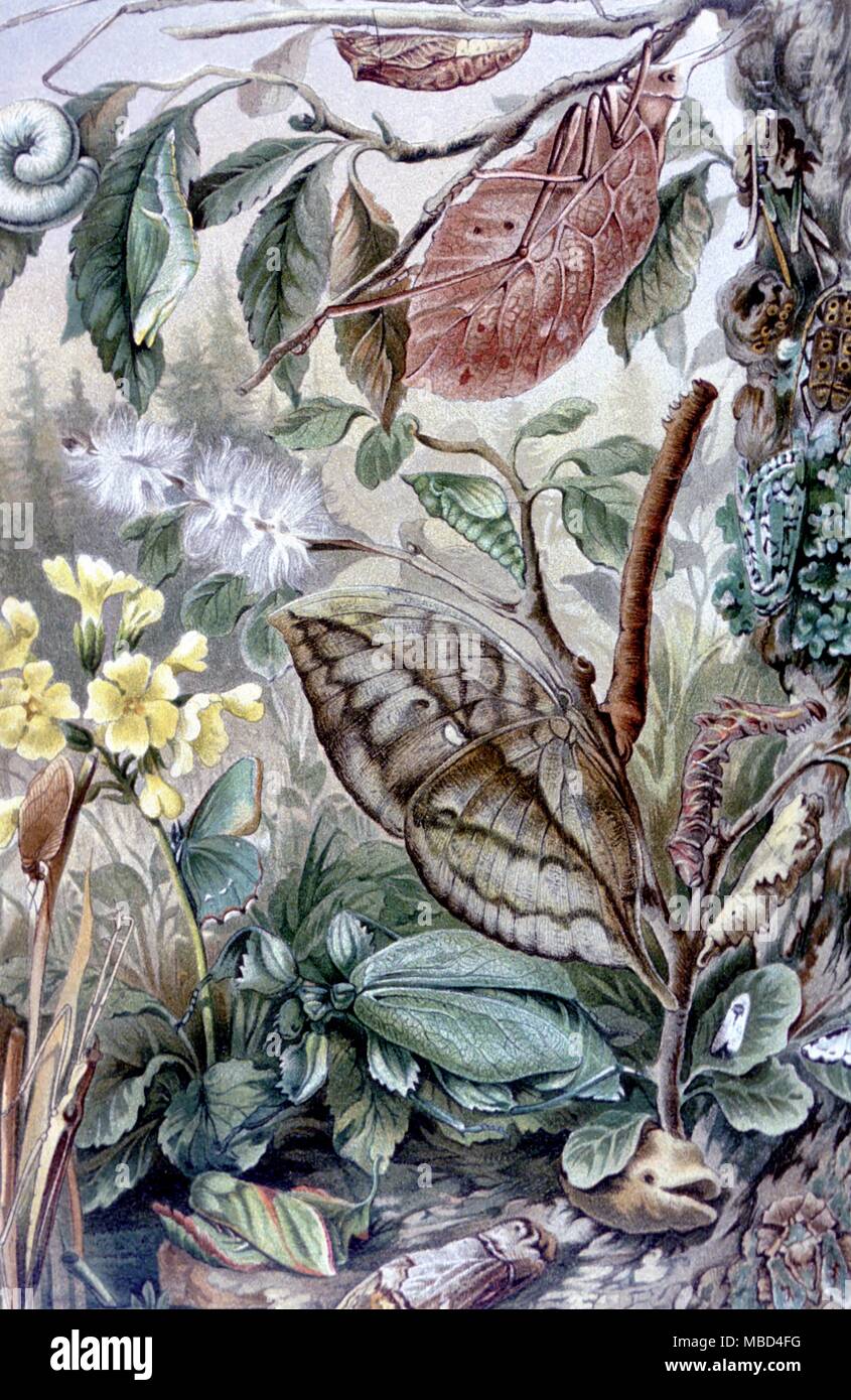 Des insectes illustration Banque de photographies et d’images à haute ...