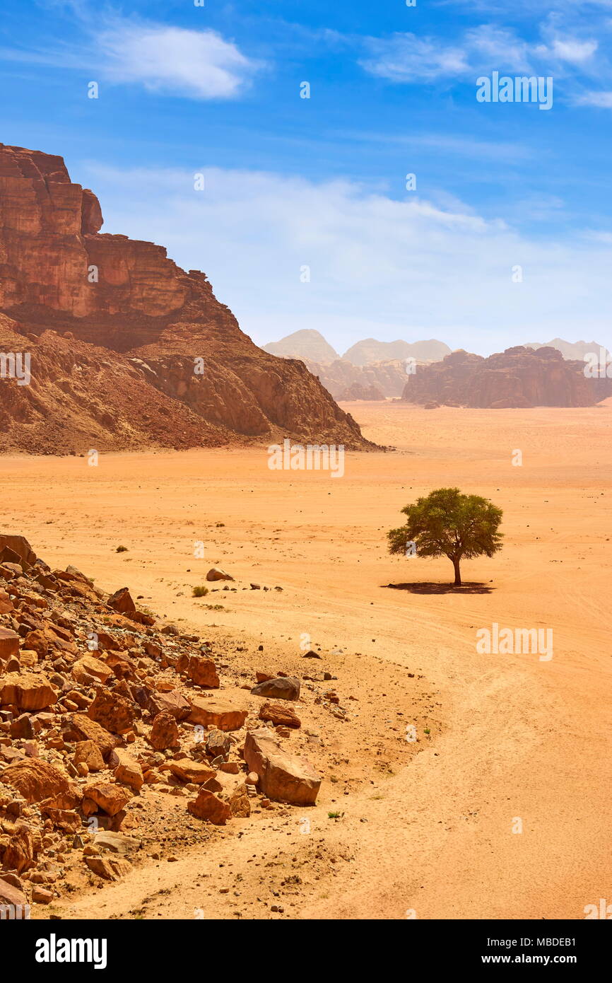 Arbre dans le wadi rum Banque de photographies et d’images à haute ...