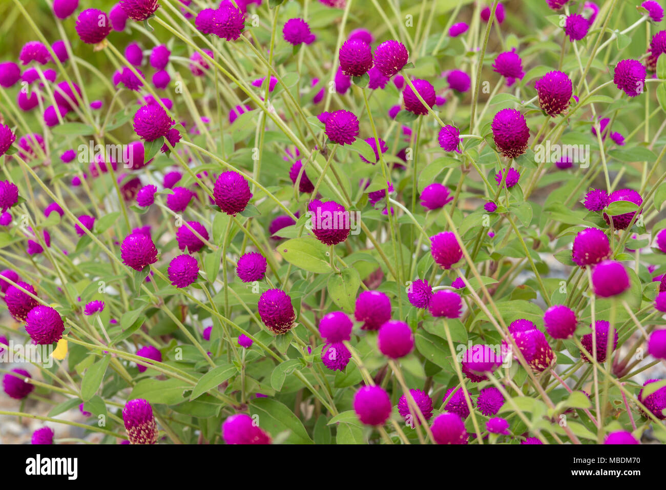 Globe rose fleur d'amarante sur fond naturel Photo Stock - Alamy