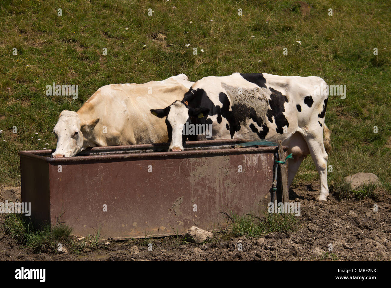 Races de vaches italiennes Banque de photographies et d’images à haute ...