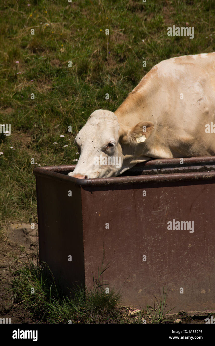 Races de vaches italiennes Banque de photographies et d’images à haute ...