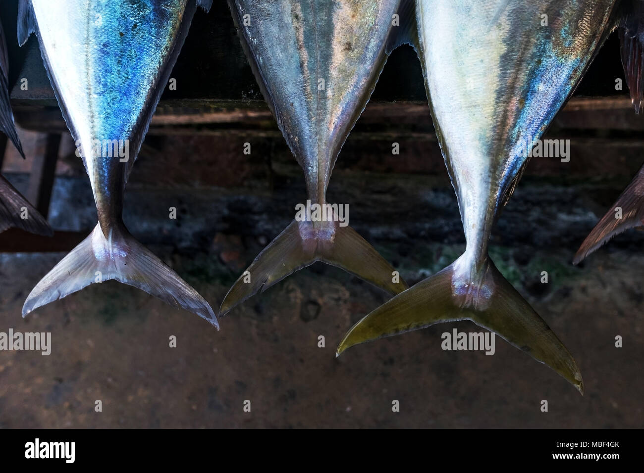 Queue poisson Banque de photographies et d’images à haute résolution ...