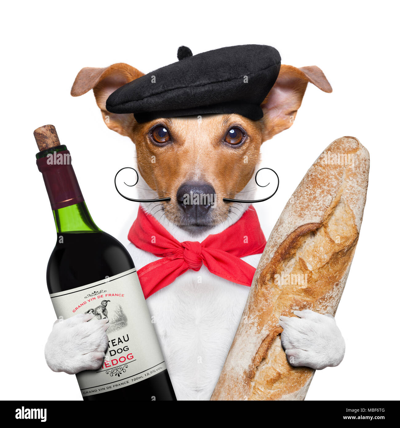 L'anglais Jack Russell chien avec du vin rouge de la baguette et béret ...