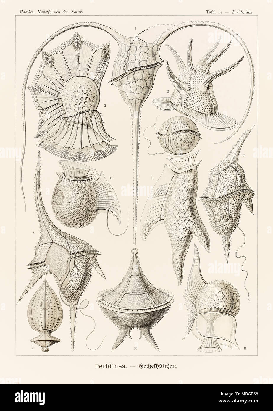 Peridinium Banque de photographies et d’images à haute résolution - Alamy