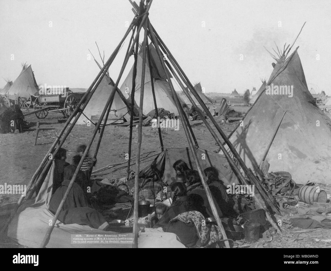 Cheval américain Banque de photographies et d’images à haute résolution ...