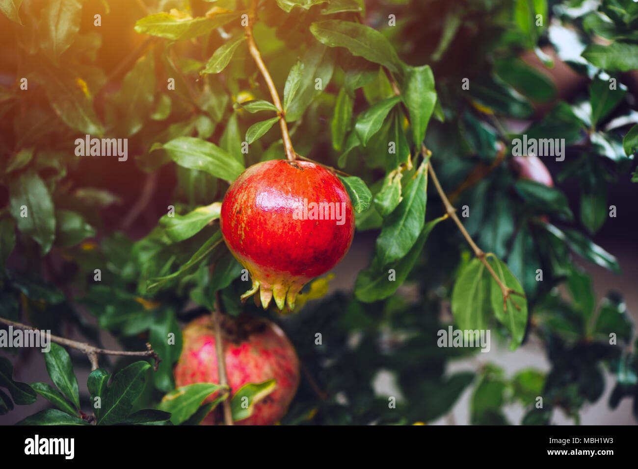 Grenade fruit Banque de photographies et d’images à haute résolution ...