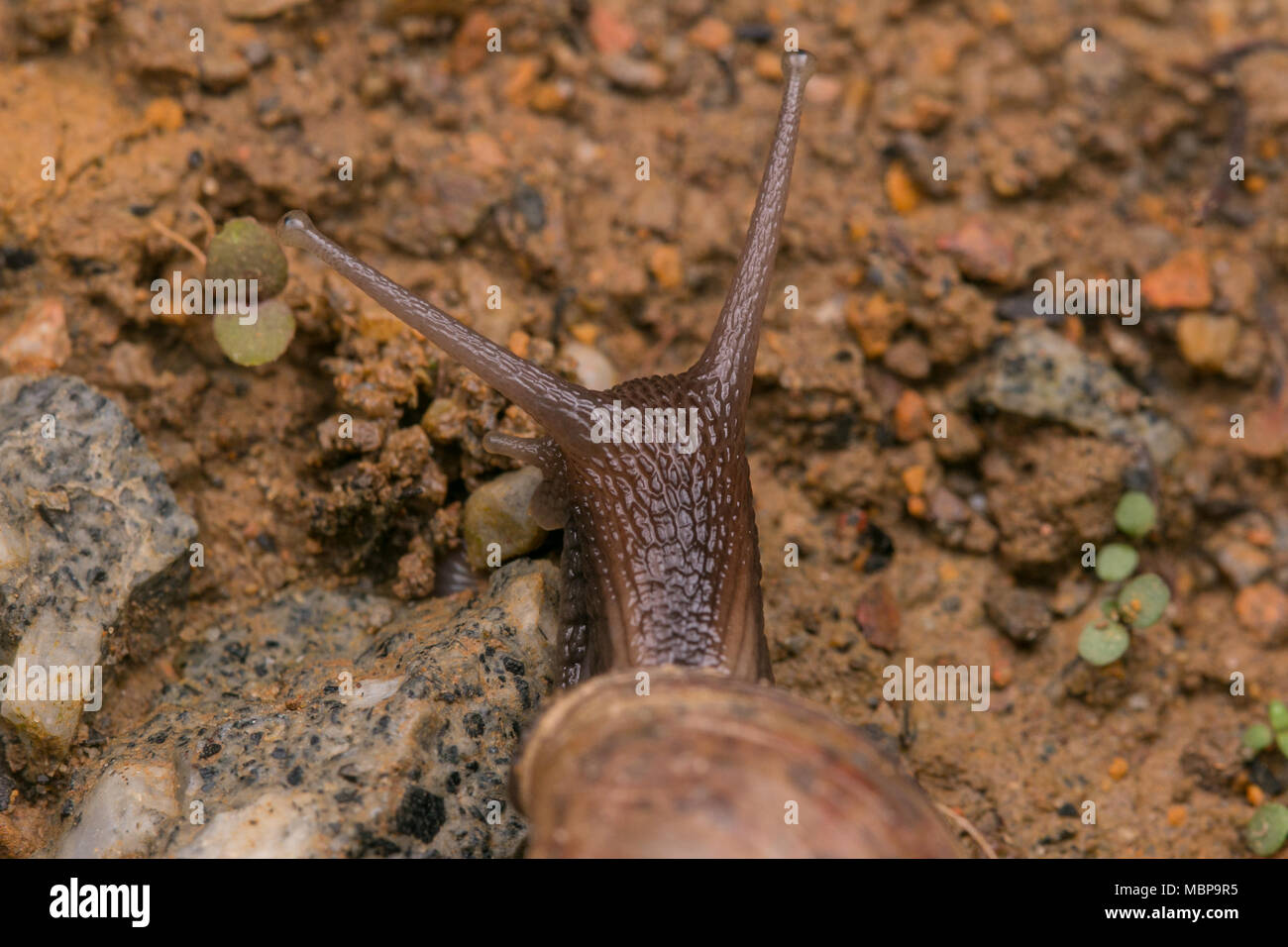 Snail Race Banque d'image et photos - Alamy