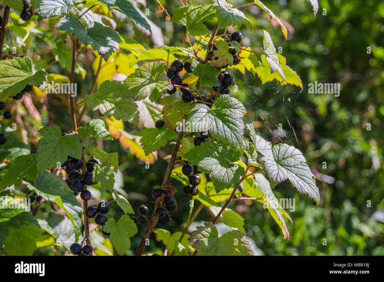 Cassis fruit Banque de photographies et d’images à haute résolution - Alamy