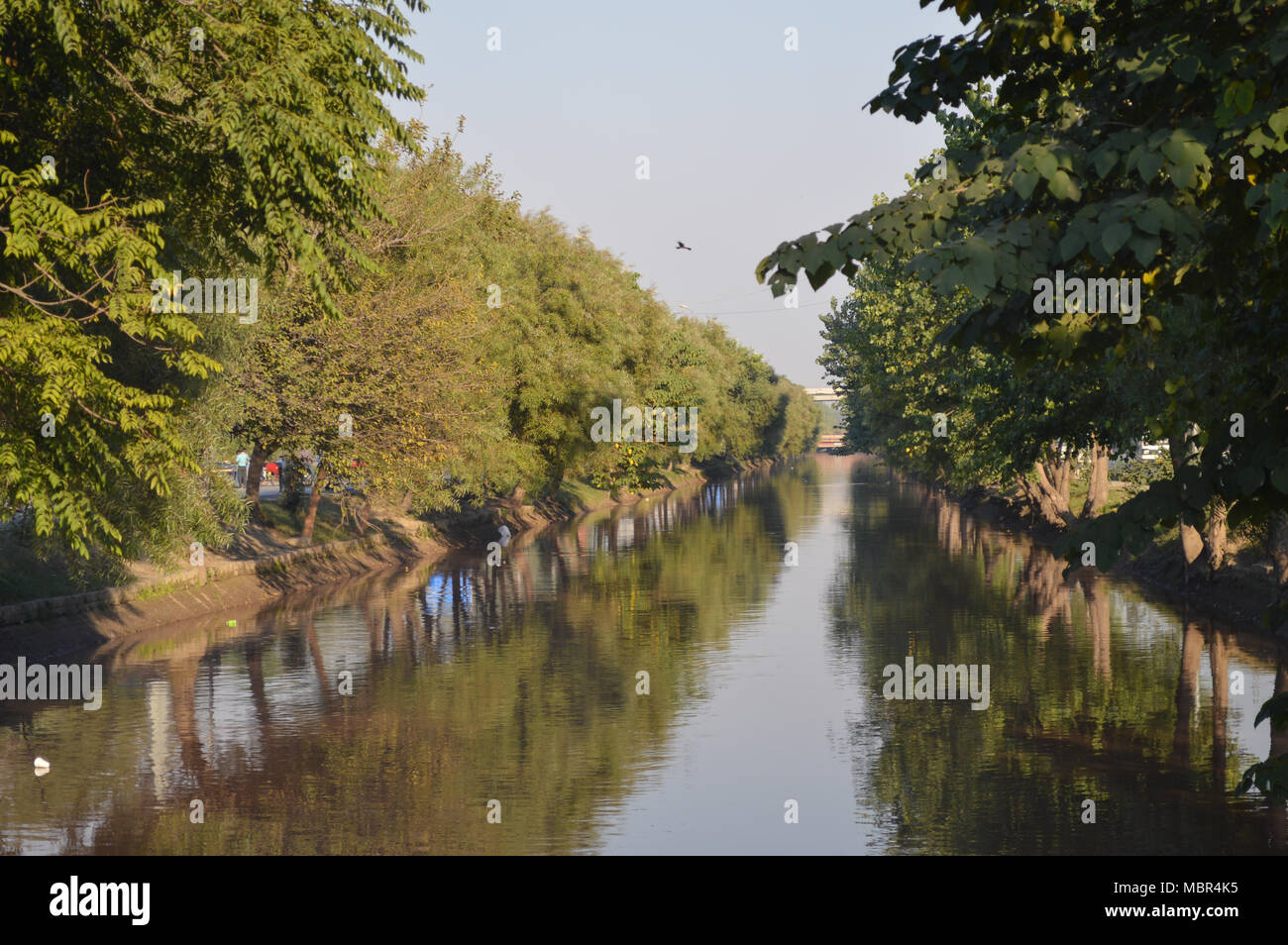Flore du pakistan Banque de photographies et d’images à haute ...