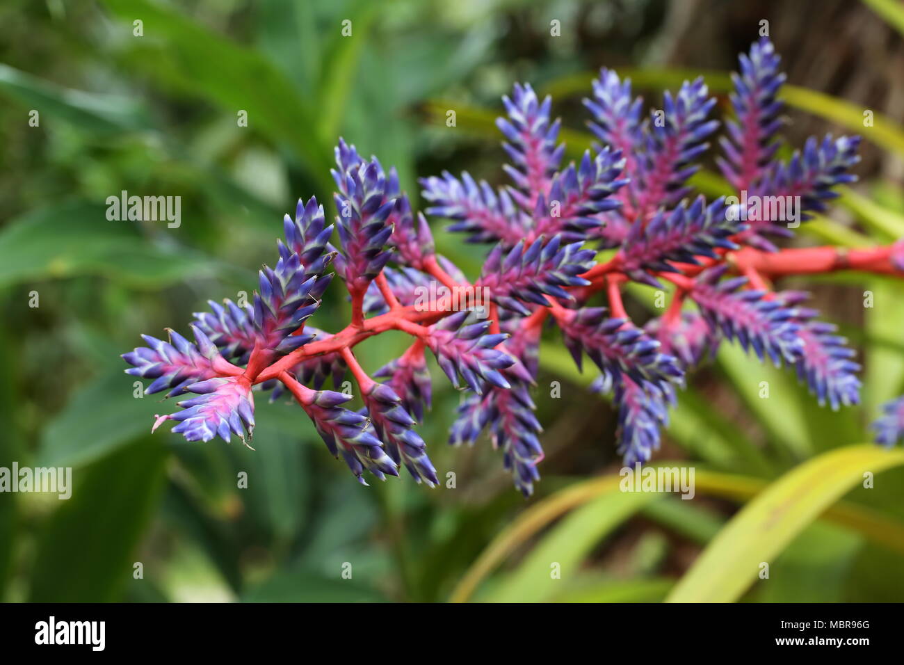 Aechmea blue rain Banque de photographies et d’images à haute ...