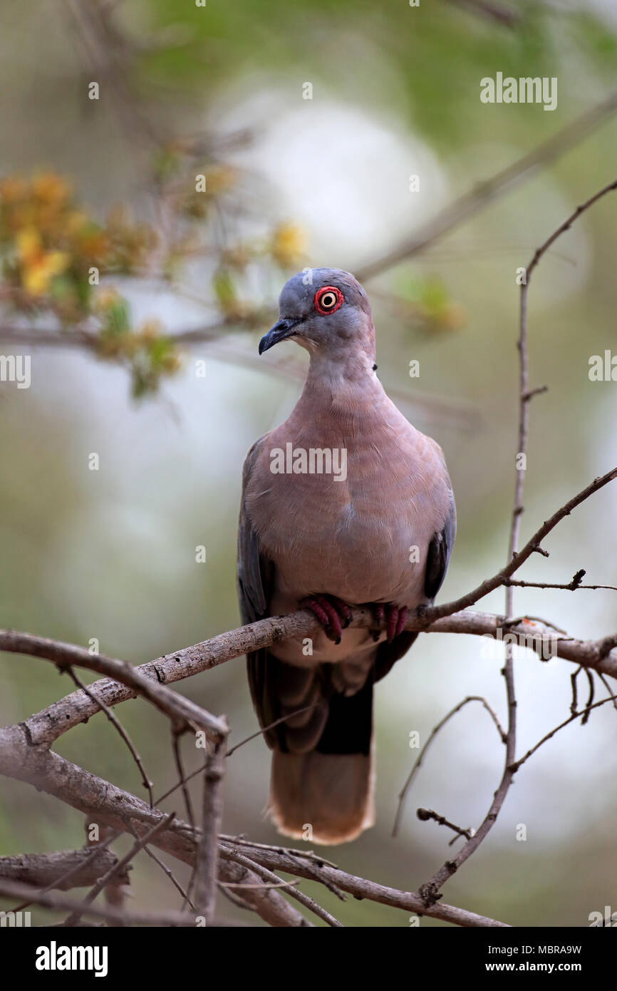 Colombe aux yeux rouges streptopelia semitorquata adulte Banque de ...