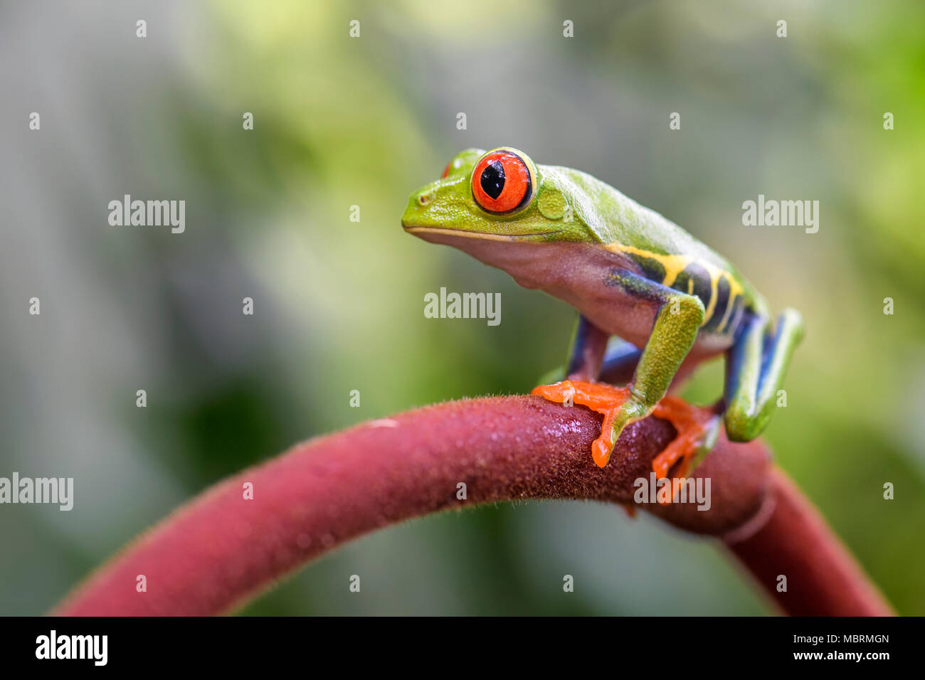 Rainette aux yeux rouges du costa rica Banque de photographies et d ...