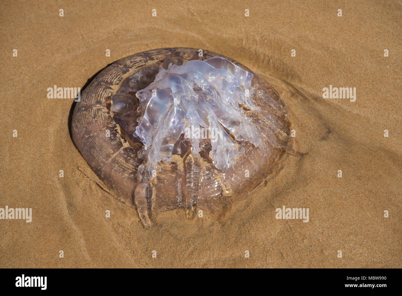 Méduse mauve sur la plage de sable fin Banque de photographies et d ...