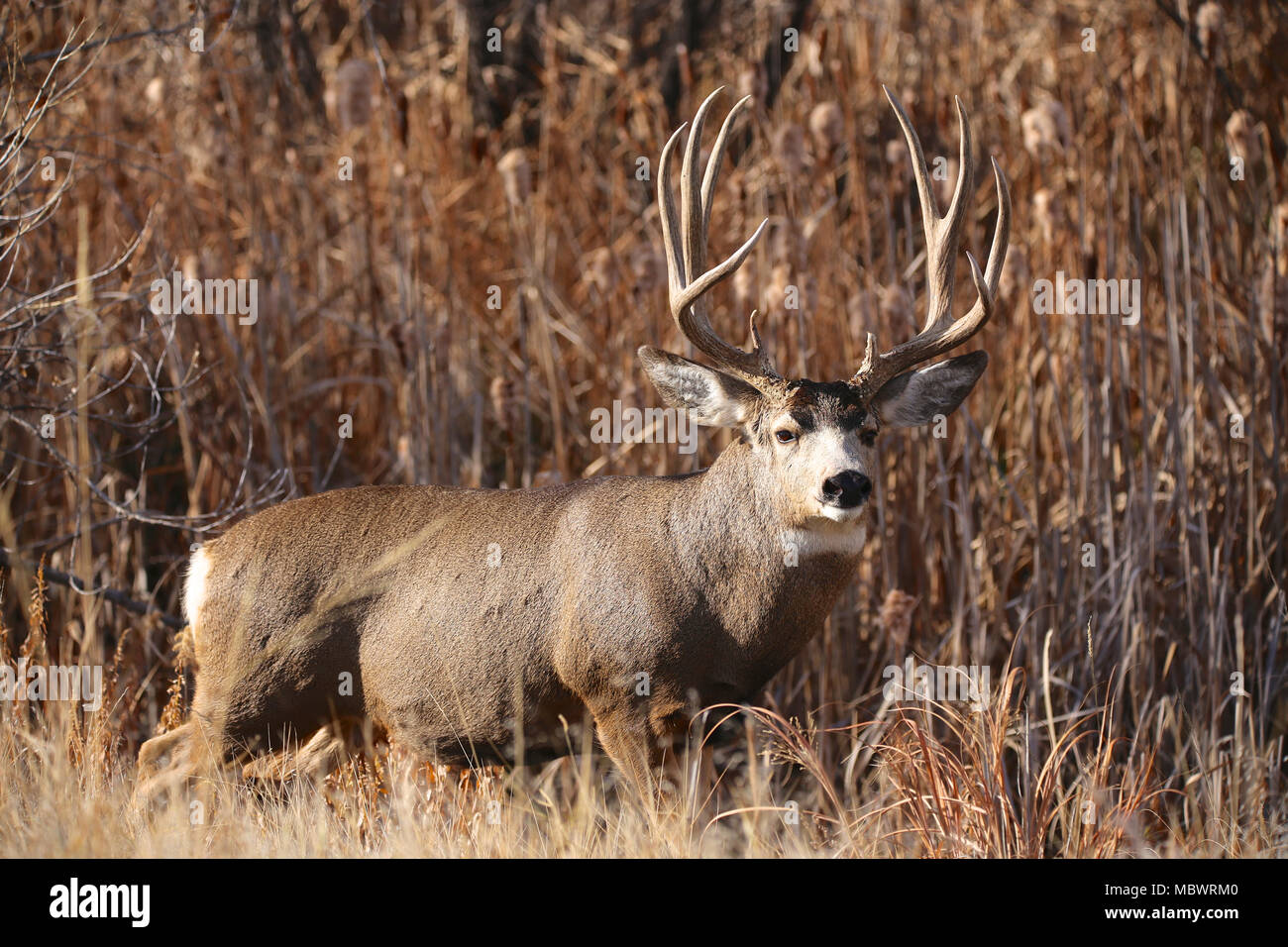 Cerf mulet odocoileus hemionus Banque de photographies et d’images à ...