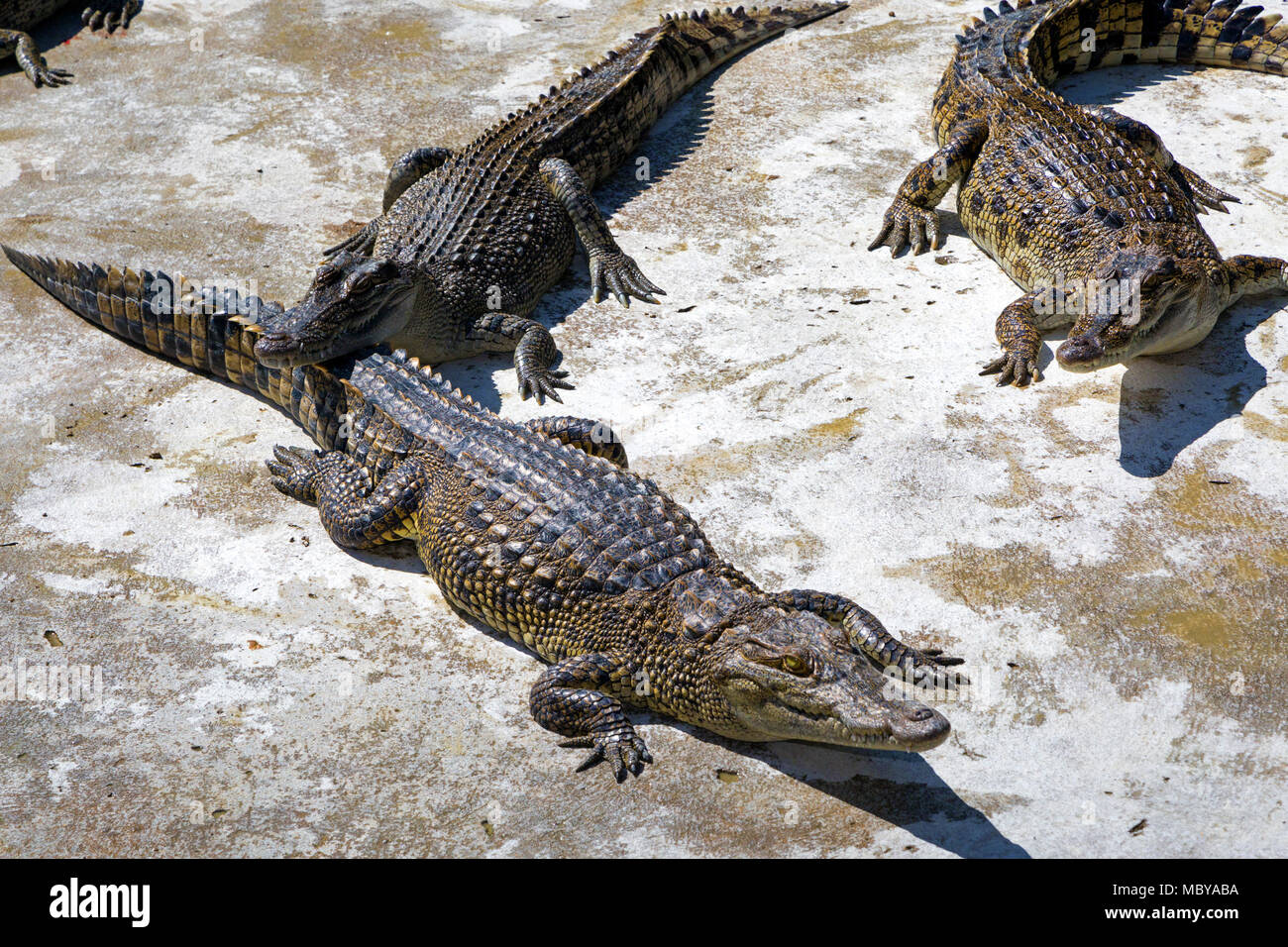 Queue de crocodile Banque de photographies et d’images à haute ...