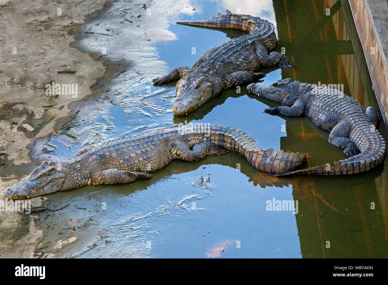 Queue de crocodile Banque de photographies et d’images à haute ...