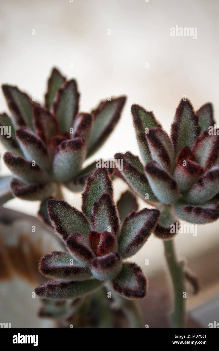 Panda plant kalanchoe tomentosa Banque de photographies et d’images à haute résolution - Alamy