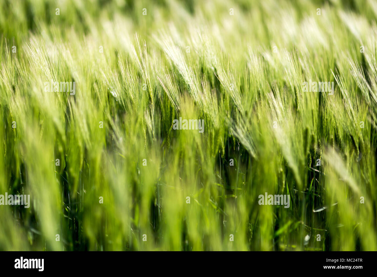 Vert d'orge Banque de photographies et d’images à haute résolution - Alamy