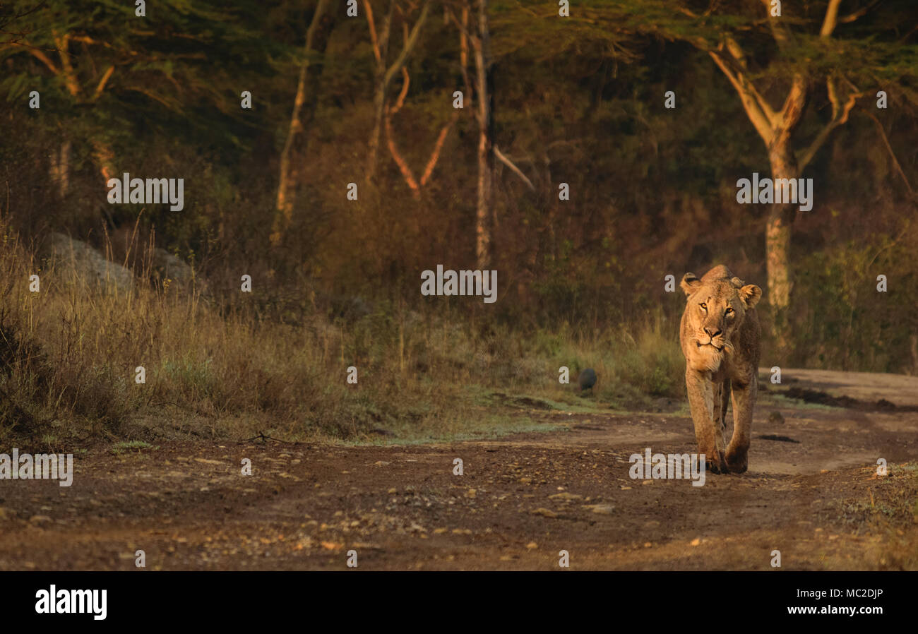 Lion Qui Marche Banque d'image et photos - Alamy