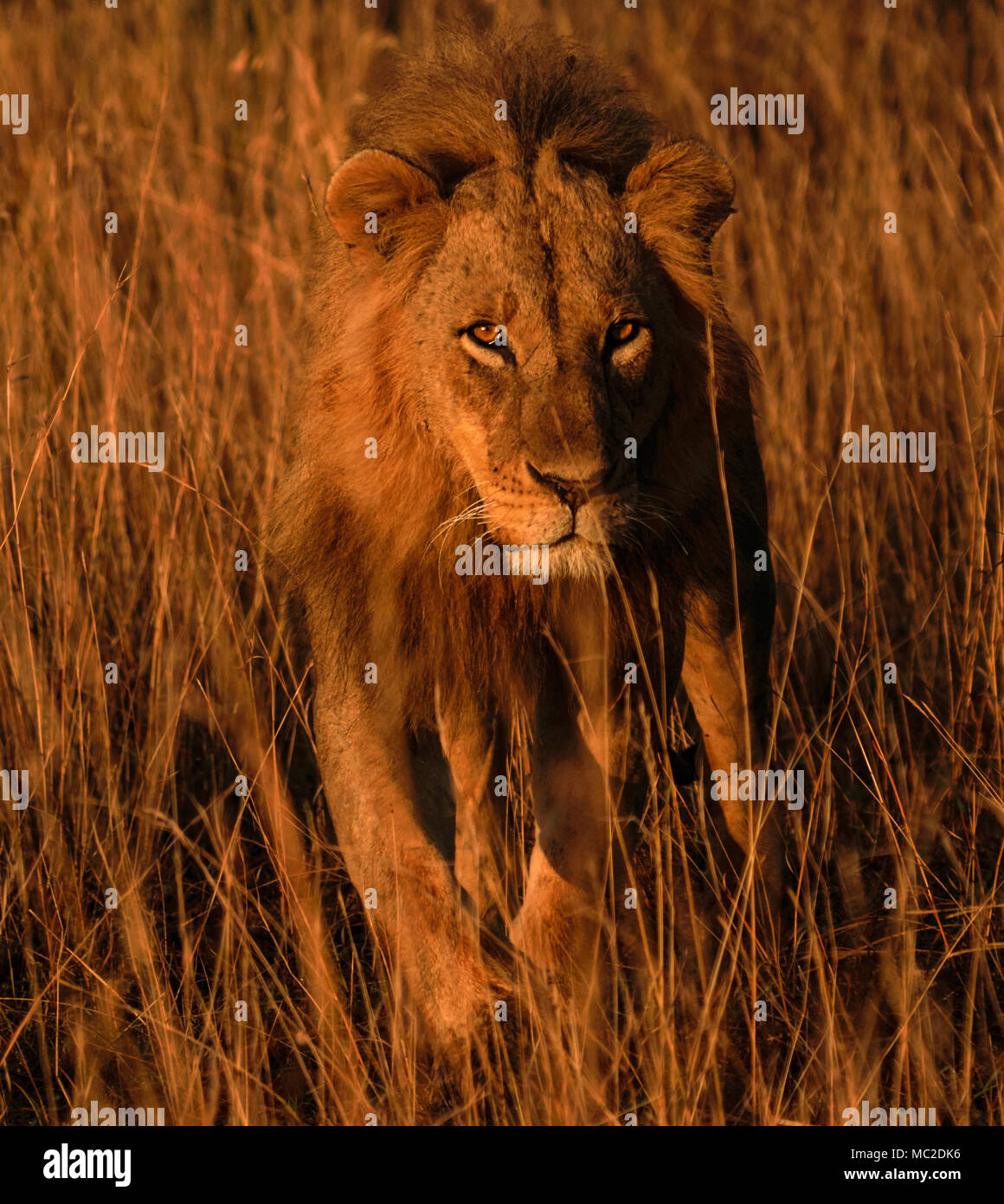 Yeux de lion Banque de photographies et d’images à haute résolution - Alamy