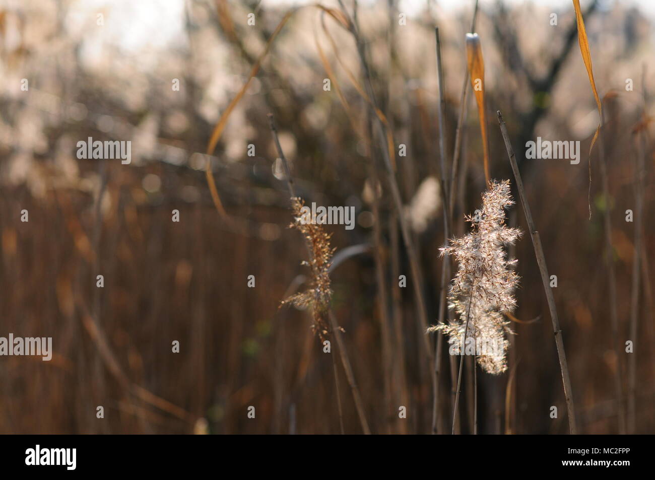 Croissance des roseaux Banque de photographies et d’images à haute ...