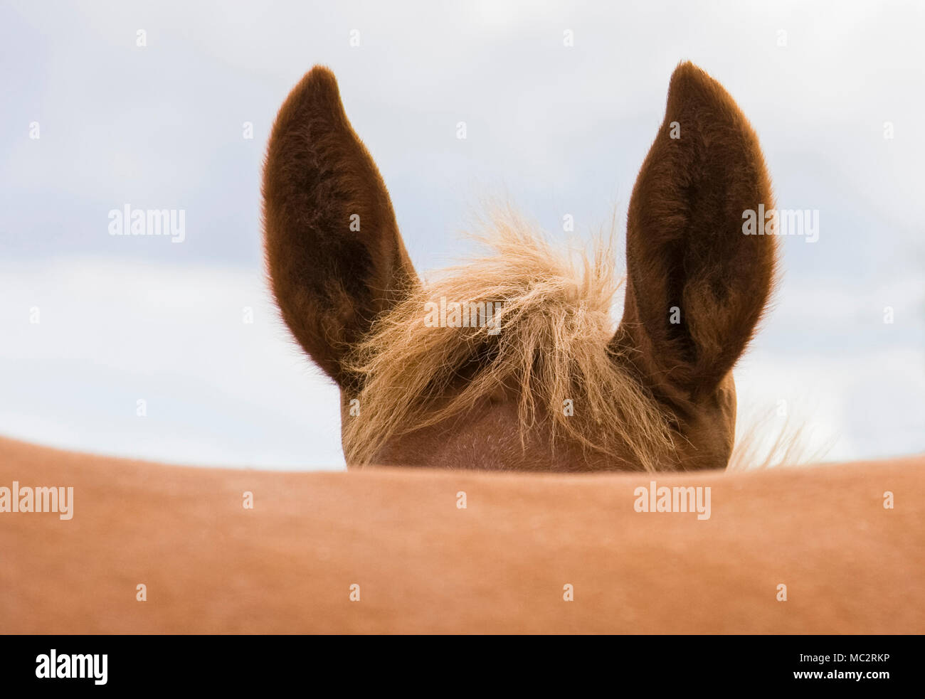 Oreille de cheval Banque de photographies et d’images à haute ...