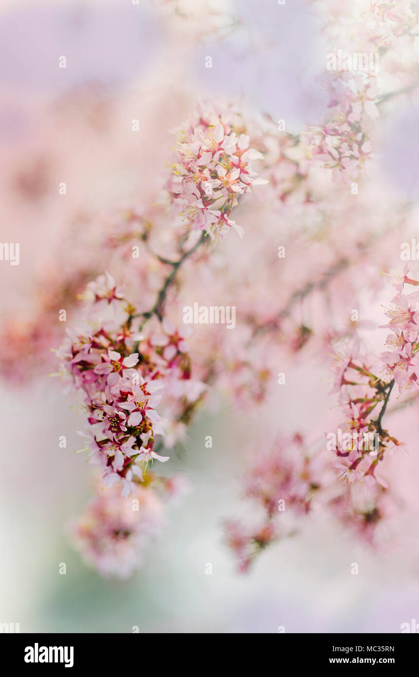 Arbre au printemps Banque de photographies et d’images à haute ...