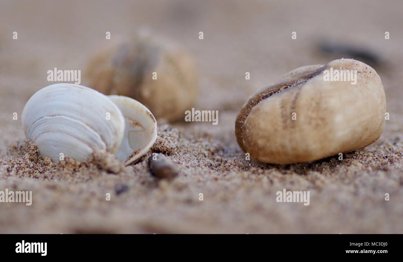 Coquillage Bivalve Banque d'image et photos - Alamy