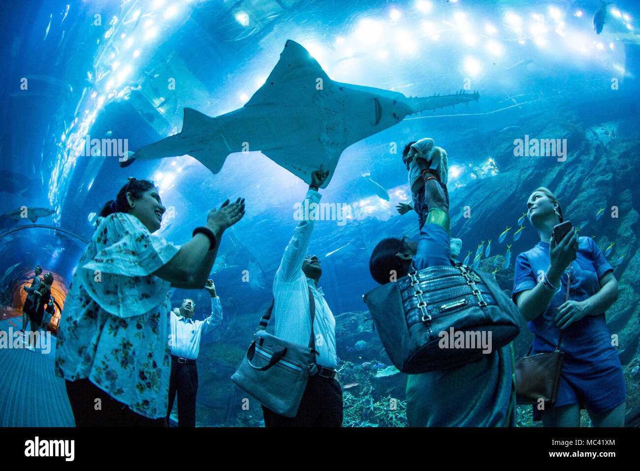 Requin scie Banque de photographies et d’images à haute résolution - Alamy