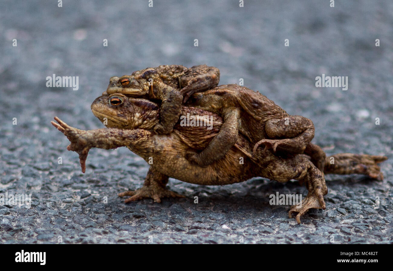 Crapaud en hibernation Banque de photographies et d’images à haute ...